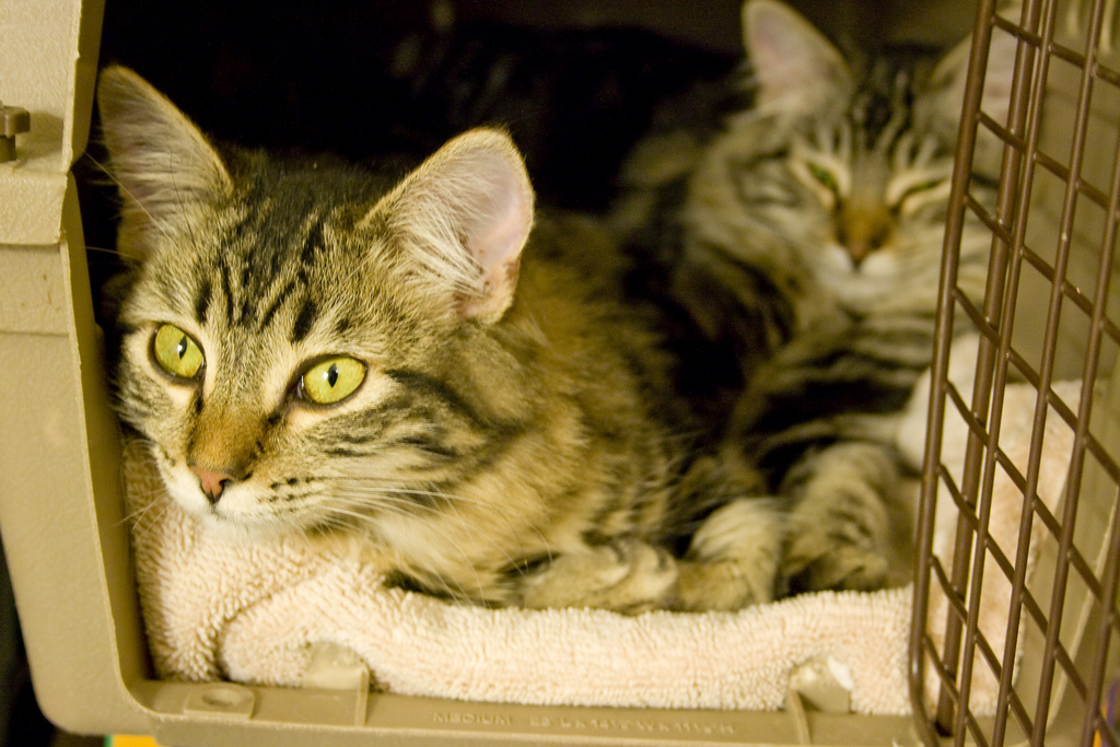 Travelling animals are given first-class service with Lufthansa - The ...