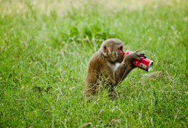 Coca-colanization: Always Coca-Cola? No way... - The Traveller's Magazine