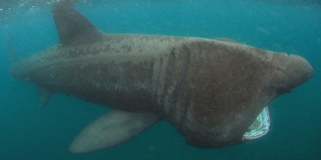 Swim with sharks... and photograph them! - The Traveller's Magazine