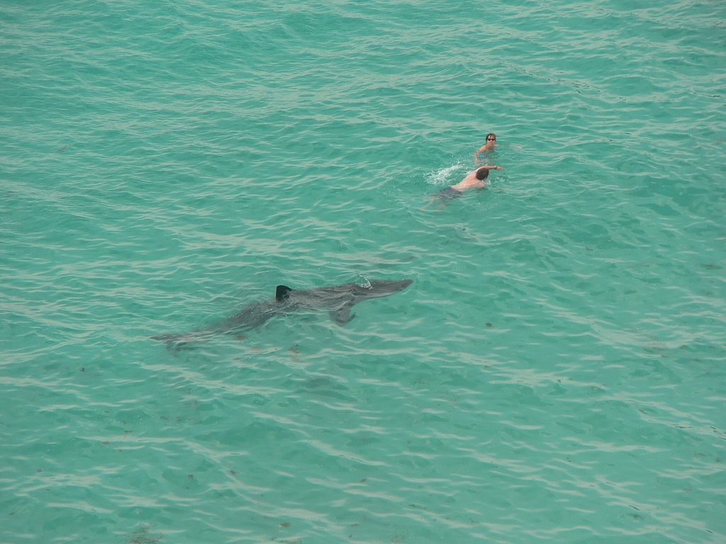 Swim with sharks... and photograph them! - The Traveller's Magazine