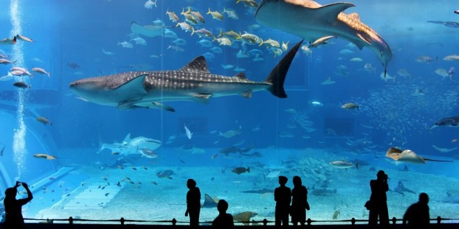 Singapore to open world's biggest oceanarium - The Traveller's Magazine