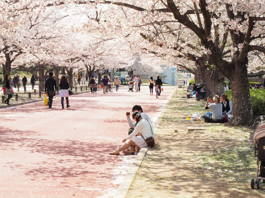 Sakura time: this year's cherry blossom festivals - The Traveller's ...
