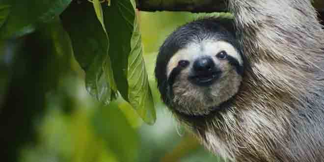 This singing sloth wants to 'Save The Americans' - The Traveller's Magazine