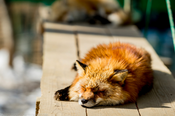 PHOTOS: Japan's Fox Village - The Traveller's Magazine