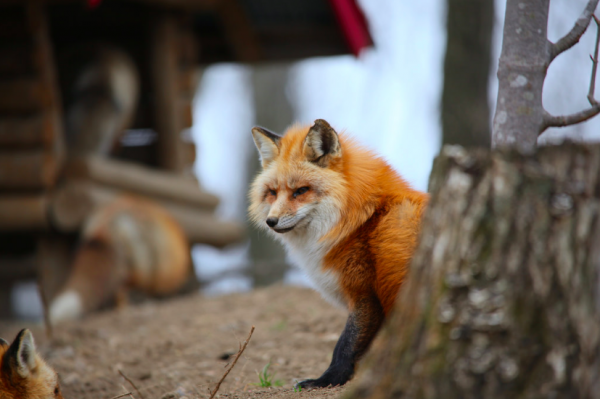 PHOTOS: Japan's Fox Village - The Traveller's Magazine