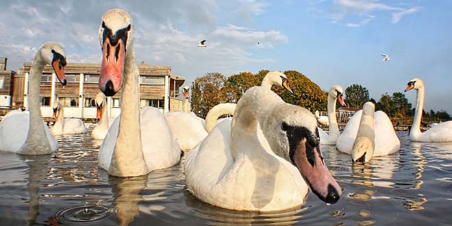 Visiting Cambridge? Beware of swans - The Traveller's Magazine