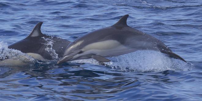 Rare sight: 30 dolphins perform show on English coast - The Traveller's ...
