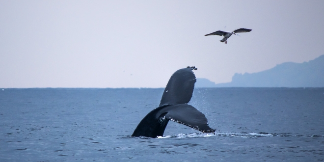 Whale watching in Ireland - The Traveller's Magazine