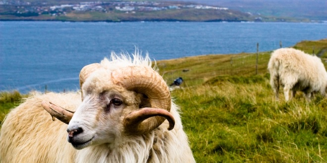 Sheep View is the new Street View in the Faroe Islands - The Traveller ...
